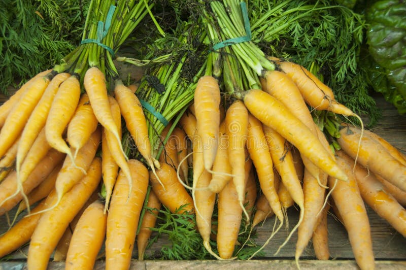 Garden carrots stock image. Image of grown, vegetable - 34627753
