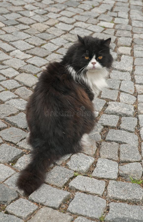 Garden cat stock image. Image of portrait, garden, vertebrate - 31048565