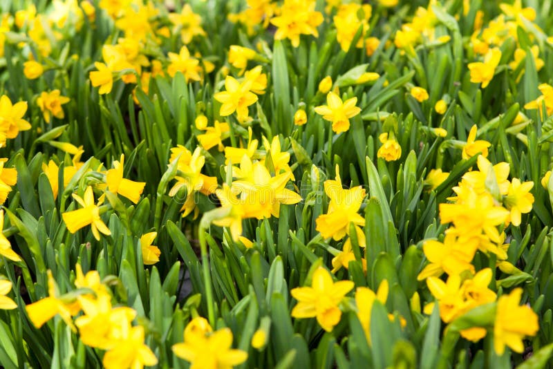 Garden Center stock image. Image of breed, spring, market - 70176239