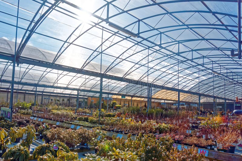 A Garden Centre Display of Spring Shrubs. Editorial Stock Image - Image ...