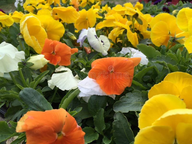 Spring pansies stock image. Image of spring, landscaping - 4363549