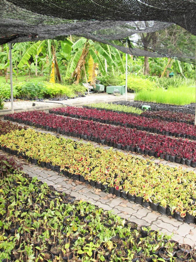 Plant centre stock photo. Image of wild, bright, outside - 171833256