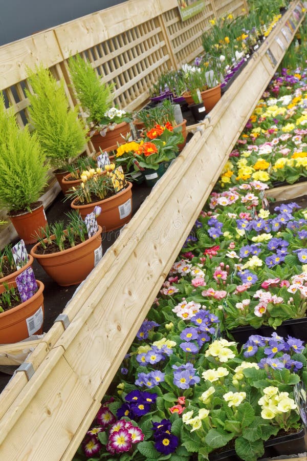 Garden Centre Shop Display of Spring Flowers Editorial Stock Photo ...