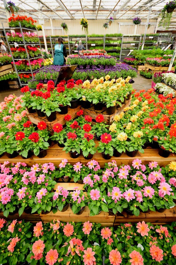 Garden centre stock photo. Image of botany, flowers, colourful - 62903124