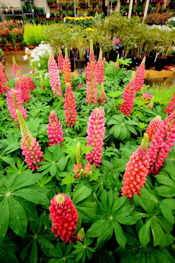 Garden centre stock image. Image of floral, market, flora - 62903155