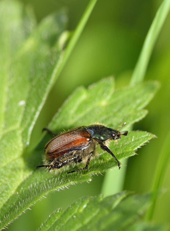 Garden Chafer Beetle stock image. Image of england, beetle - 93676657