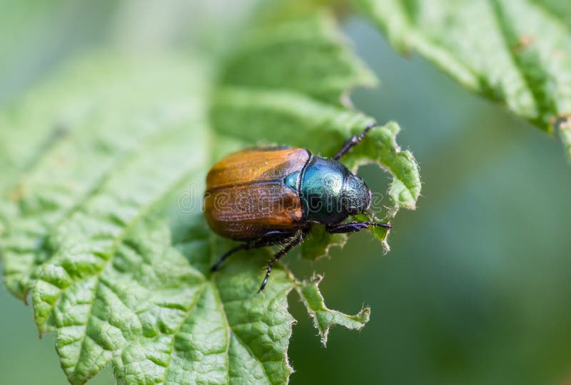 Garden Chafer Close-up on a Leaf Stock Image - Image of insect, nature ...