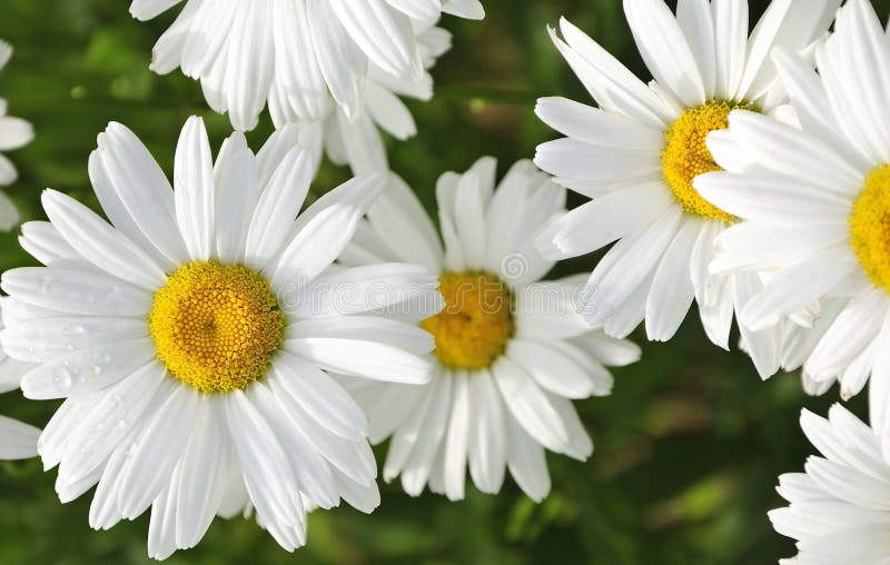 Garden Chamomile Flowers in Closeup Stock Image - Image of outdoors ...