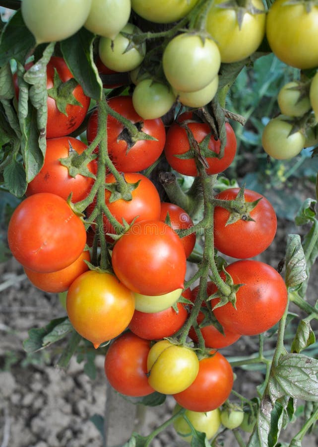 Cherry Tomatoes Grow in Open Ground Stock Image - Image of ingredient ...