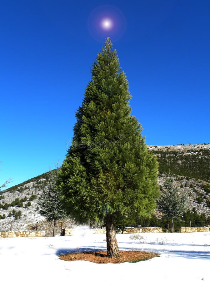 Garden christmas tree stock photo. Image of natural, snowed - 22319184