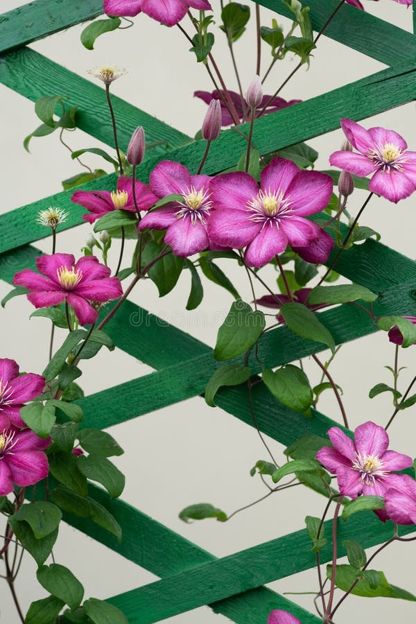 Garden. Clematis on the Hedge Stock Photo - Image of nature, green ...