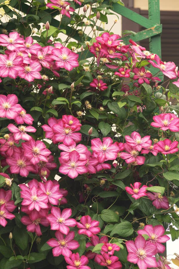 Garden. Clematis on the Hedge Stock Image - Image of pink, petal: 264839403