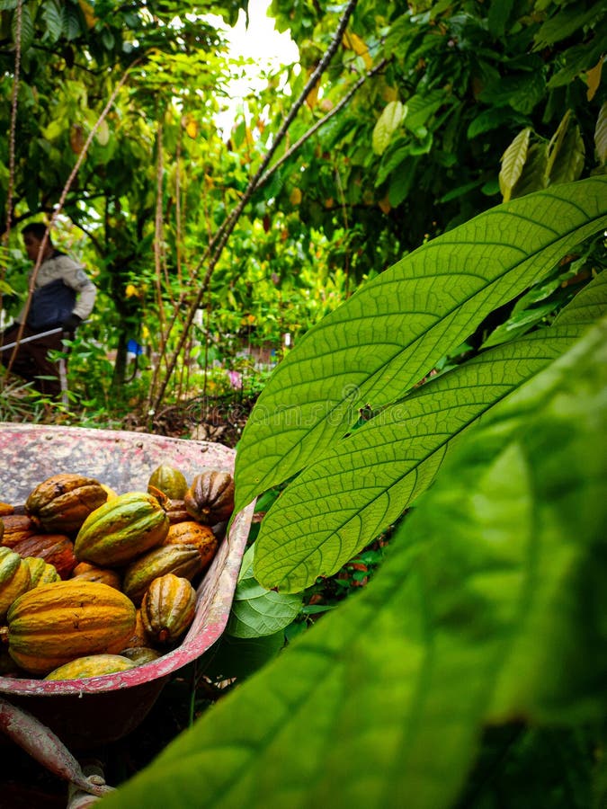 Cocoa Harvest in the Garden Stock Photo - Image of sunlight, cocoa ...