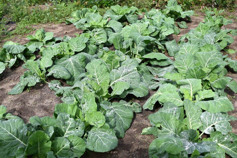 Garden of Collard stock photo. Image of vegetable, collards - 198287428