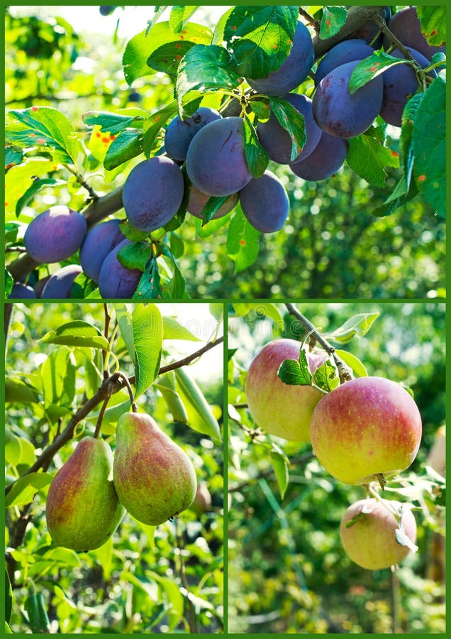 Garden Collection: Apples, Pears and Plums Tree Stock Photo - Image of ...