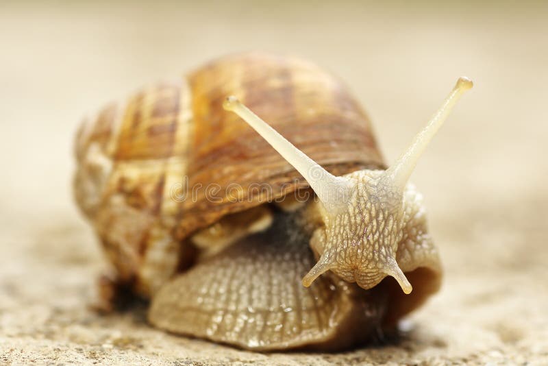 Snail Closeup on the Background of the Face of the Child.. Stock Photo ...