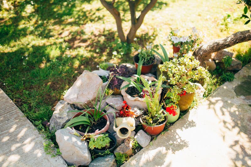 Garden Composition. Different Flowers in Different Pots Stock Photo ...