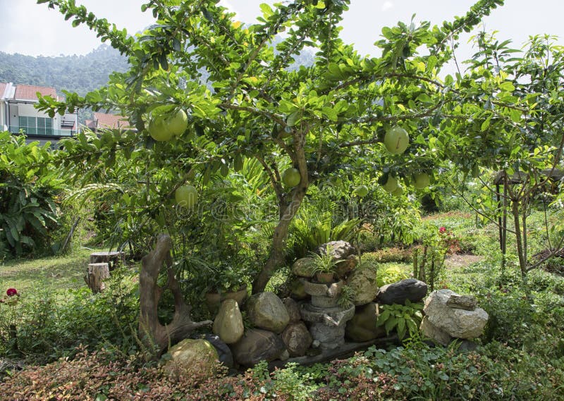 Crescentia Cujete Fruits Hanging on the Tree. Stock Image - Image of ...