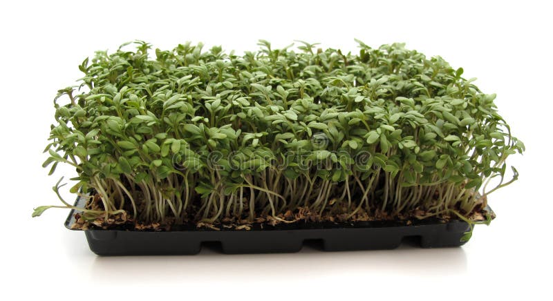 Garden cress stock photo. Image of leaves, pepperwort - 10428214