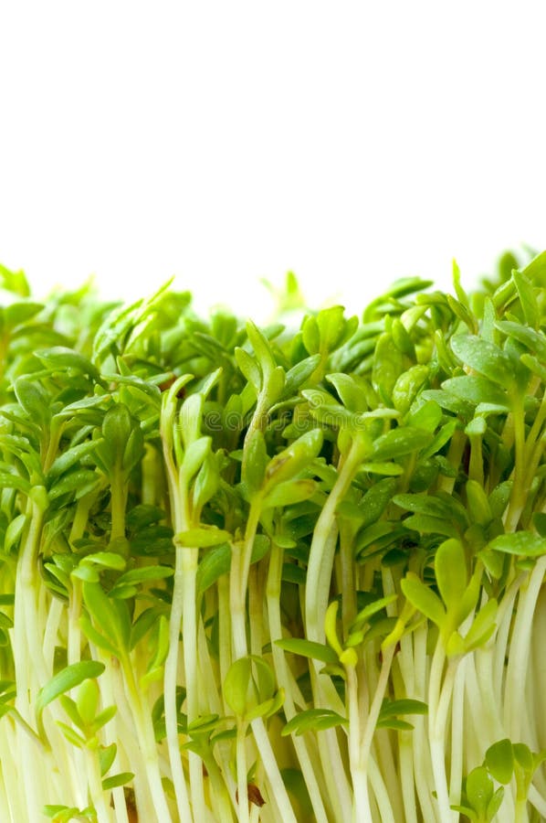 Dry Cress stock image. Image of dryness, shape, plants - 92945007
