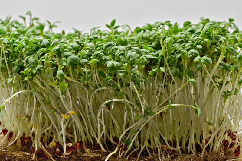 Garden-Cress stock photo. Image of flavorful, spice, condiment - 68191262