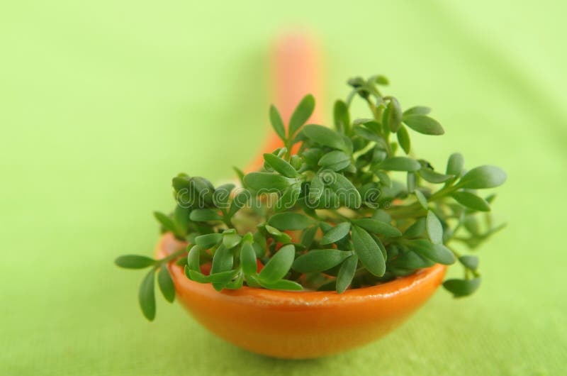 Garden cress stock photo. Image of healthy, ingredients - 63317762
