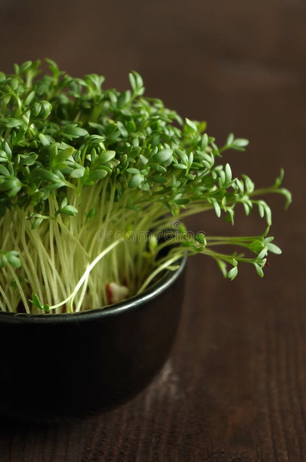 Garden cress stock photo. Image of peppergrasses, pepperwort - 63317968