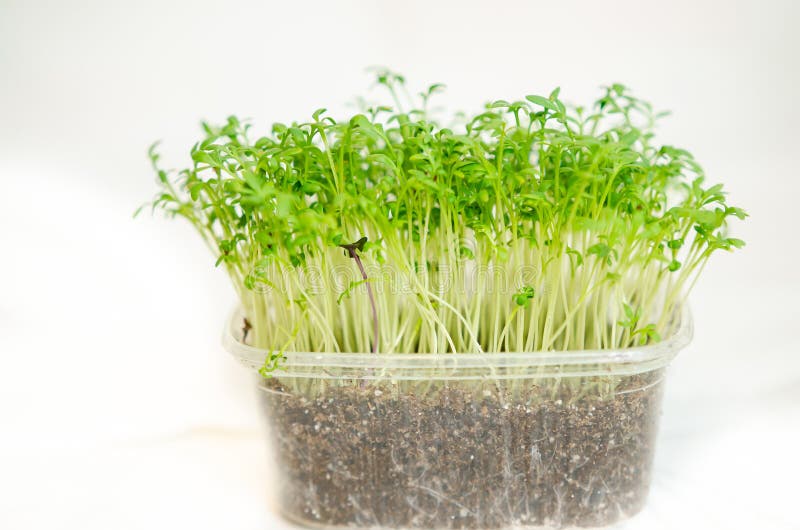 Garden cress seedlings stock photo. Image of greens, organic - 50635982