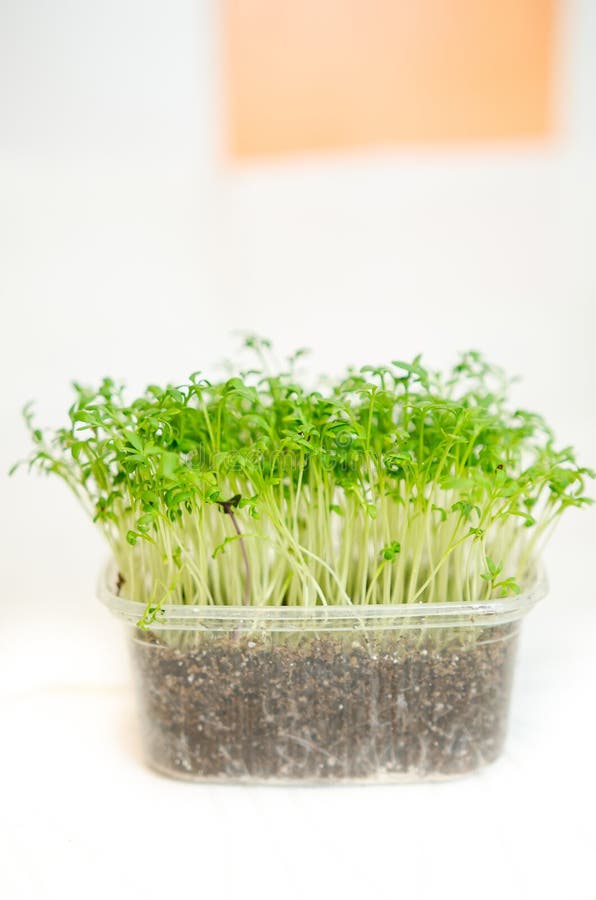 Garden cress seedlings stock image. Image of magnesium - 50635989
