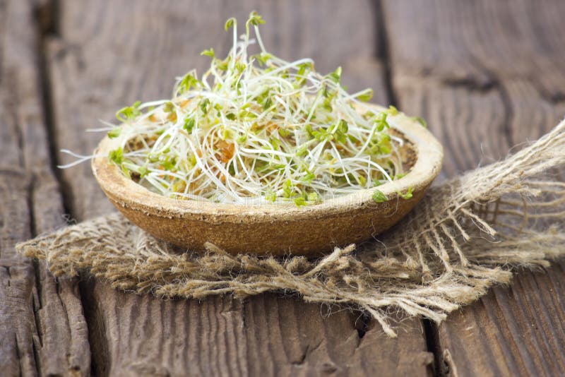 Garden cress sprouts stock photo. Image of cress, vegetarian - 72537506