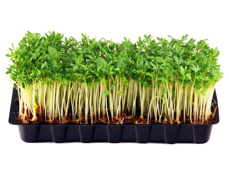 671 Garden Pepper Cress Stock Photos - Free & Royalty-Free Stock Photos ...