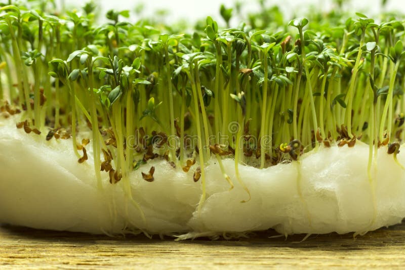 Garden cress in wool. stock image. Image of vegan, salad - 86117919