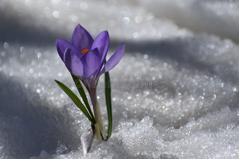 Garden Crocus Flowers in Spring Stock Photo - Image of quebec, north ...