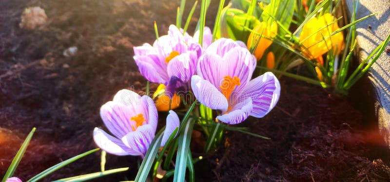 Garden Crocus Growing in the Sunlight in Spring Stock Image - Image of ...