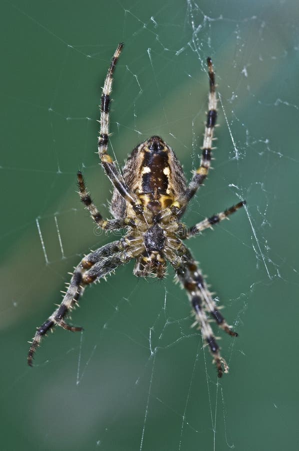 Spiders Crosses Stock Photos - Free & Royalty-Free Stock Photos from ...