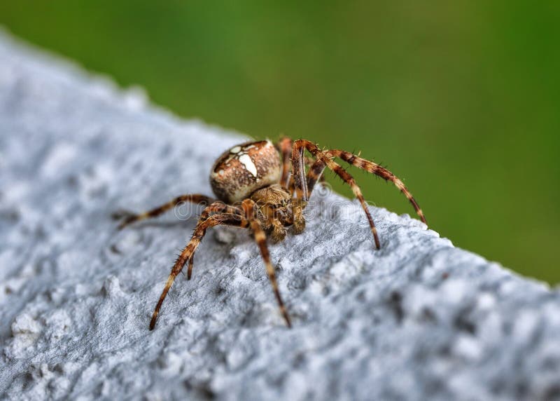 Cross Spider Crawling on a Spider Thread. Halloween Fright Stock Image ...