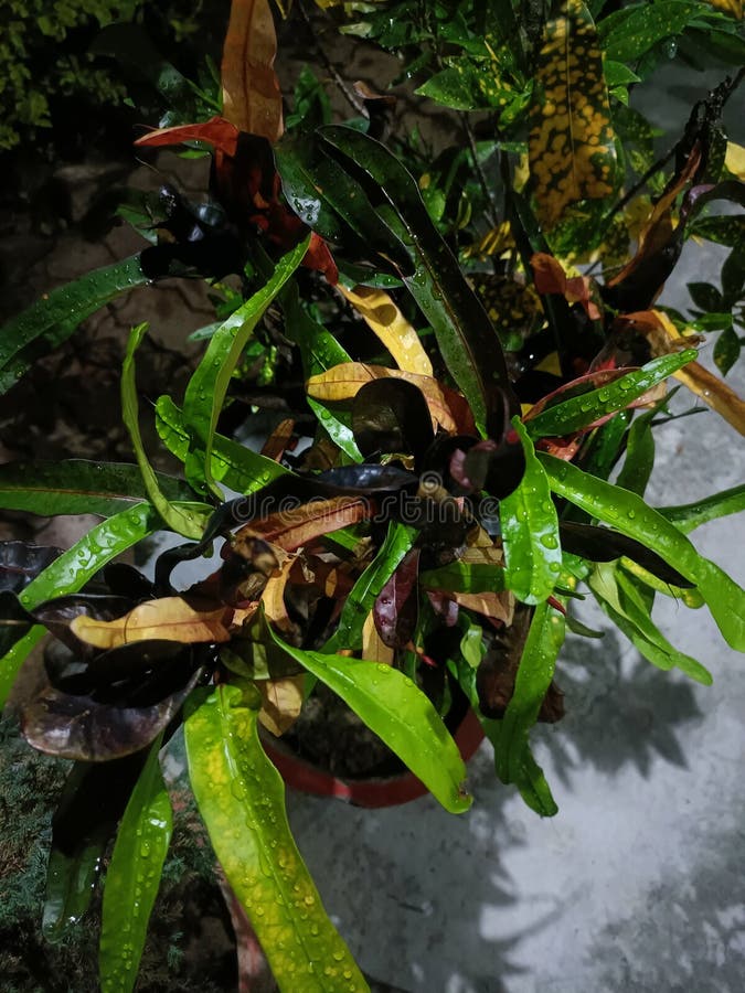 Garden croton plant tree stock photo. Image of invertebrate - 254491930