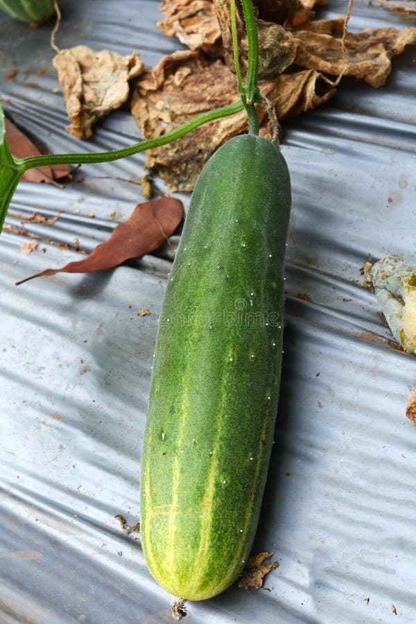 Brown Russian Cucumber Growing on the Vine Stock Image - Image of ...