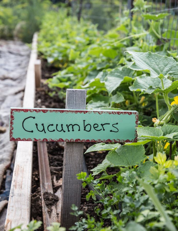Garden Cucumbers stock image. Image of cucumbers, sign - 96846421