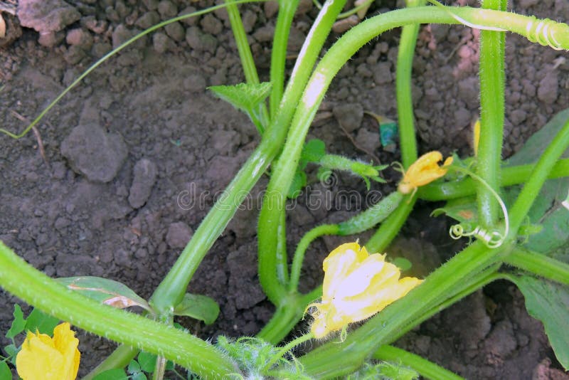 Garden of Cucumbers in the Garden Stock Image - Image of botanical ...