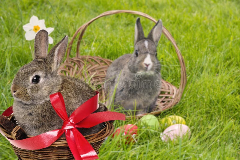 Garden with Cute Easter Rabbits Stock Photo - Image of easter, mammal ...