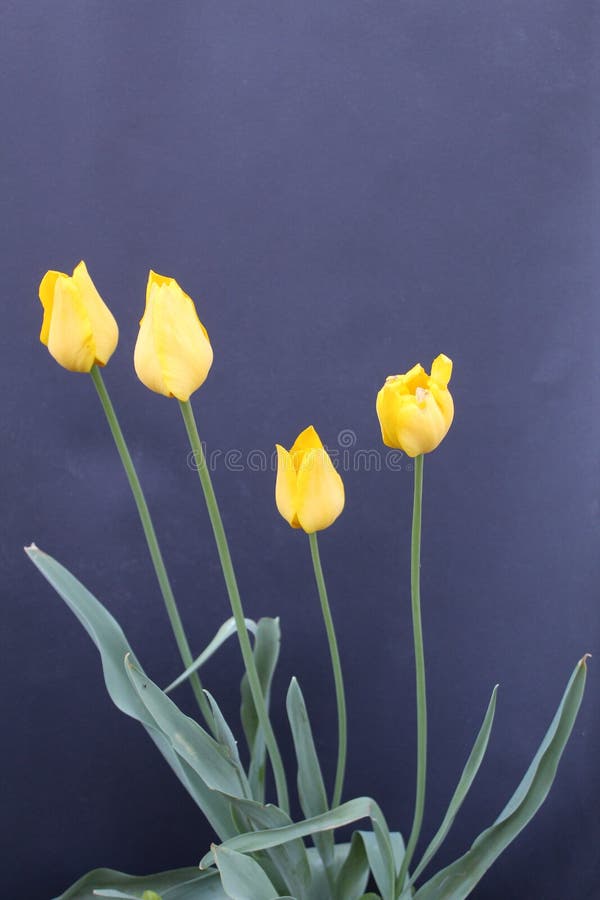 Immortalized tulips stock image. Image of background - 218162975