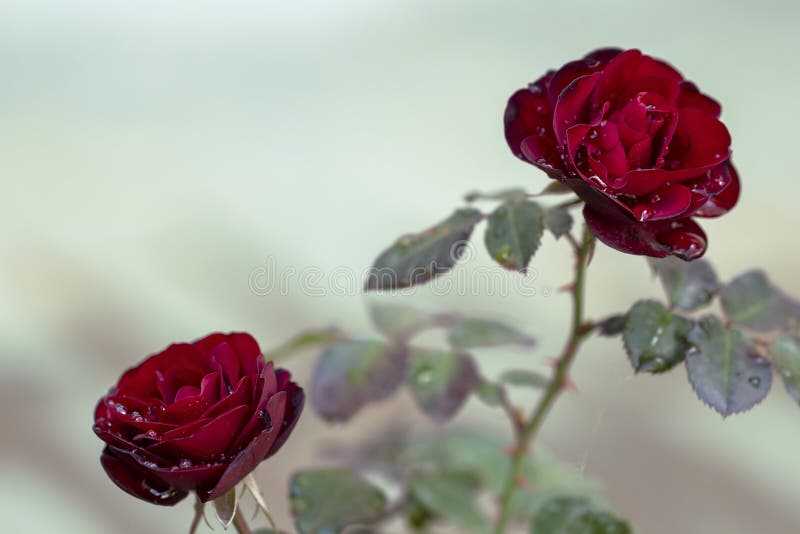 Garden Dark Red Rose with Raindrops, Close-up Stock Image - Image of ...