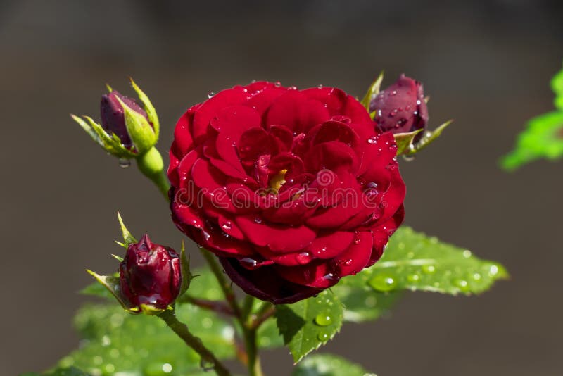Garden Dark Red Rose with Raindrops, Close-up Stock Image - Image of ...