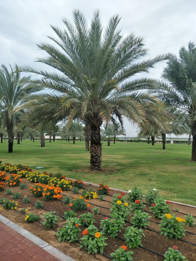 A dates tree stock photo. Image of stood, land, tall - 125992698