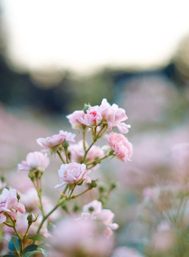 Garden Decorative Delicate Rose in the Garden Stock Photo - Image of ...