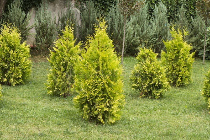 Garden Decorative Small Spruce Stock Photo - Image of decorative ...