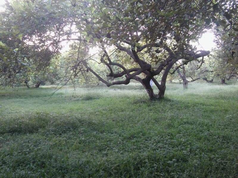 The Garden in Deoband India Stock Photo - Image of fruit, deoband ...