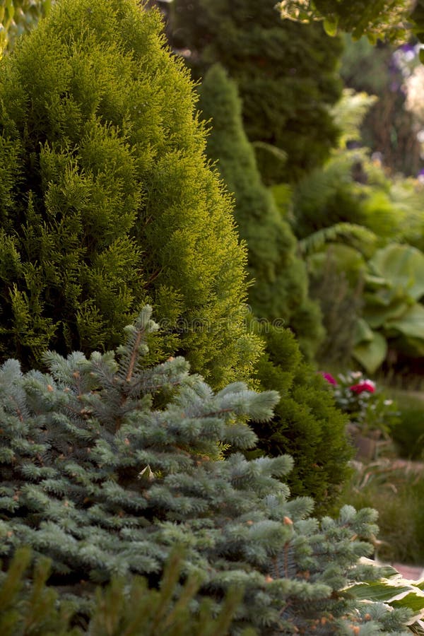 Garden design stock image. Image of spruce, juniper, walk - 40811329