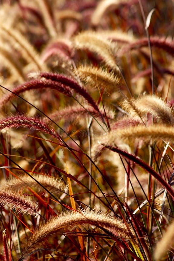 Garden detail stock image. Image of lucas, plants, house - 654869